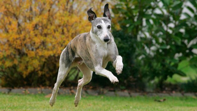 Whippet breed facts, history and characteristics | Horse & Hound