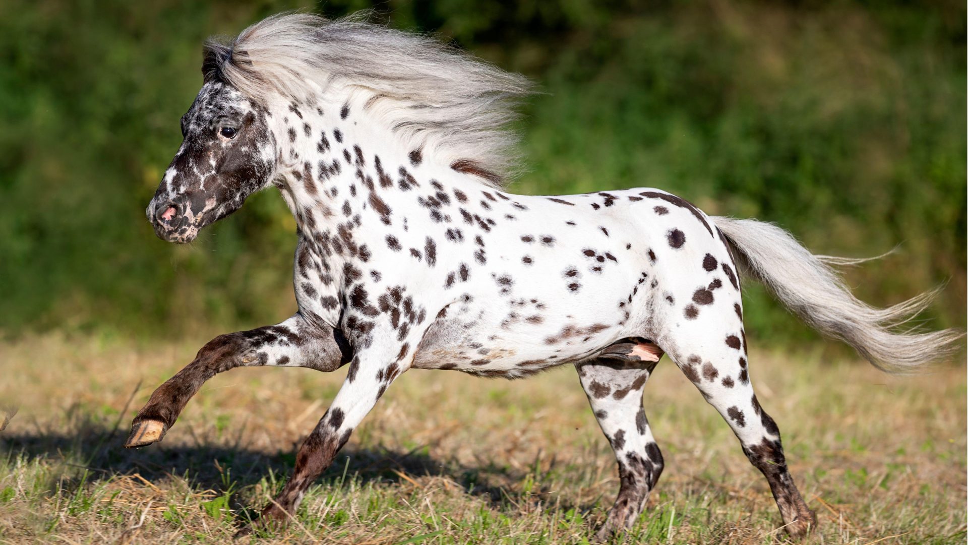Smallest horses in the world – meet the record breakers