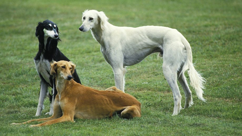 Saluki dog breed facts, history and characteristics | Horse & Hound