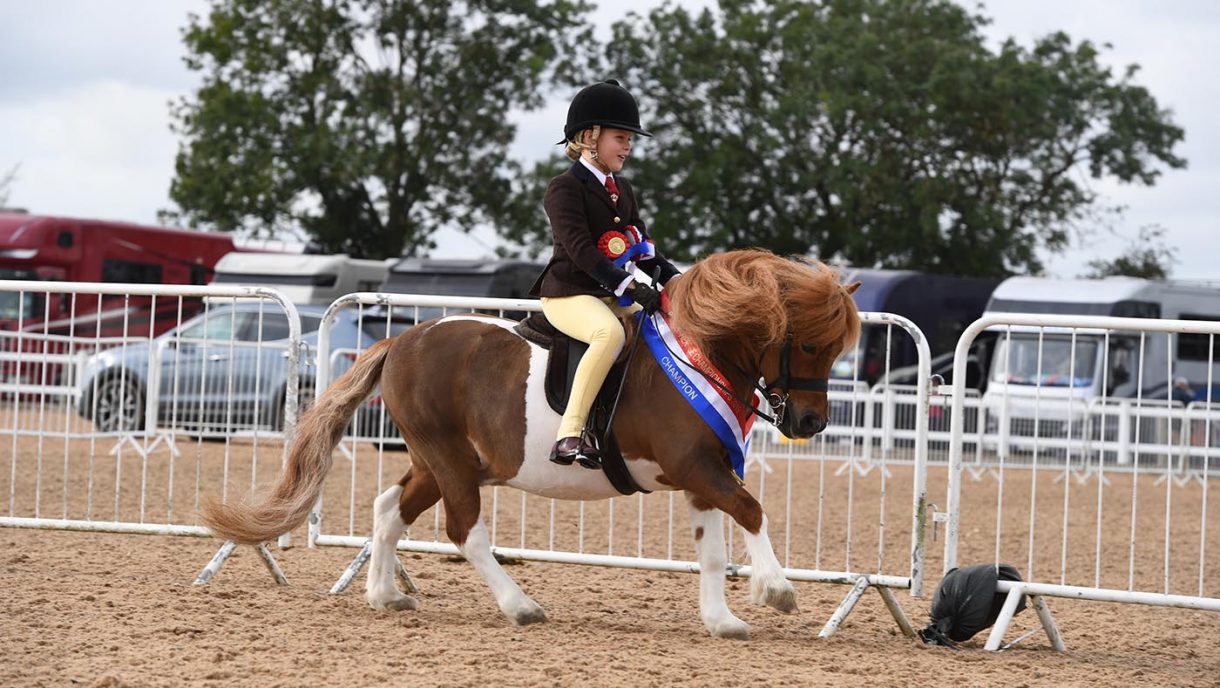 How to buy a Dales pony, with tips from a top breeder - Horse & Hound
