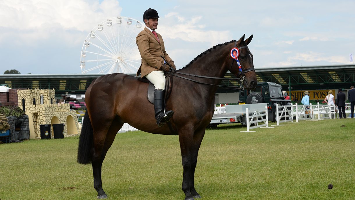 How to buy a Welsh section B pony - Horse & Hound