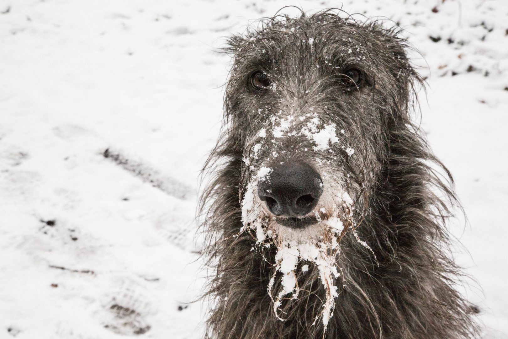 Deerhound dog breed history and characteristics | Horse & Hound