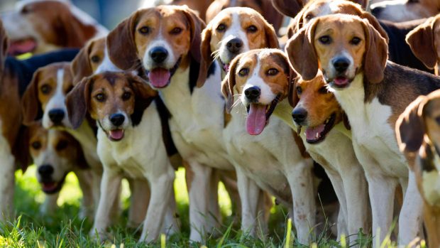 Beagle dog breed facts, history and considerations | Horse & Hound