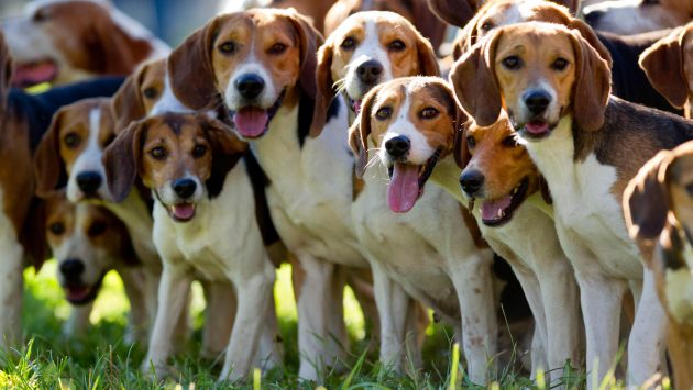 Beagle dog breed facts, history and considerations | Horse & Hound