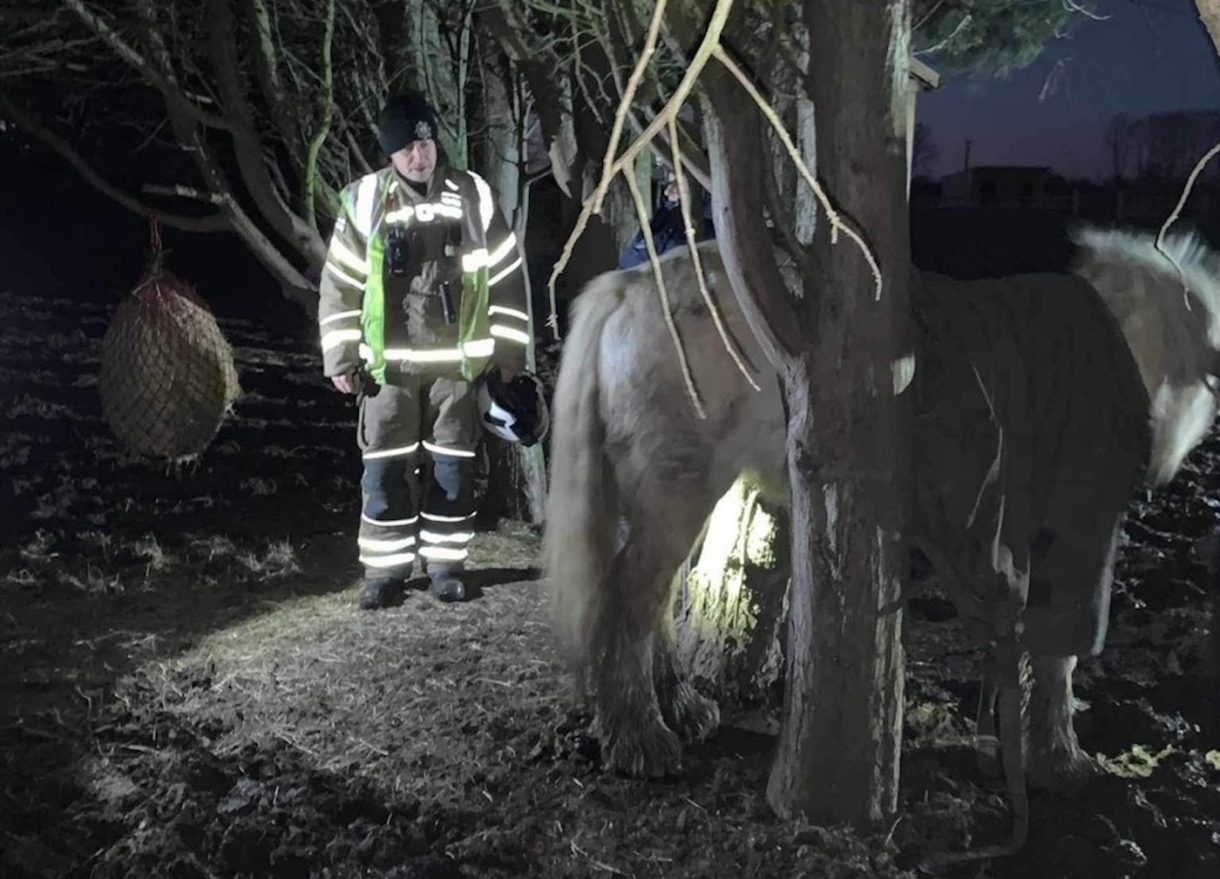 ‘She ate too much at Christmas!’ Firefighters called to pony wedged ...