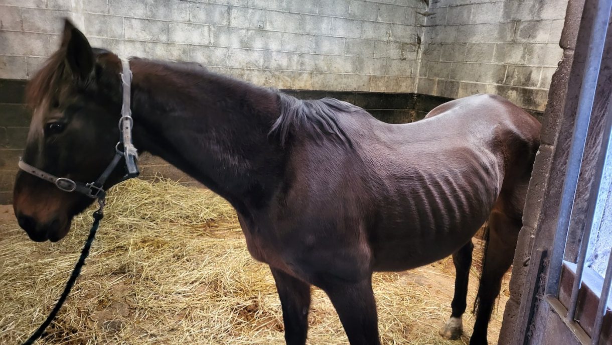 Ban for breeder too proud to ask for help as horses suffered - Horse ...