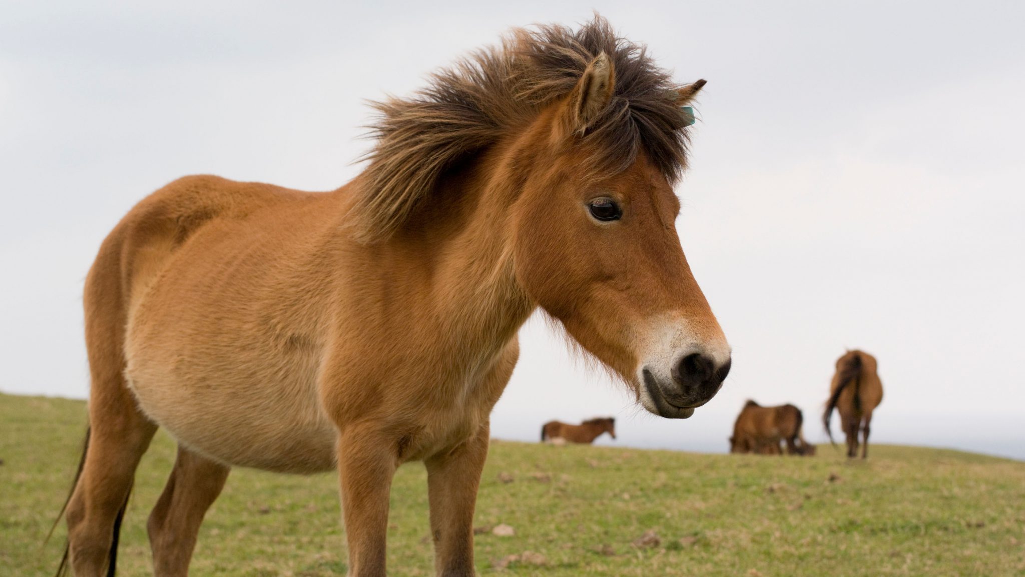 Smallest horses in the world – meet the record breakers