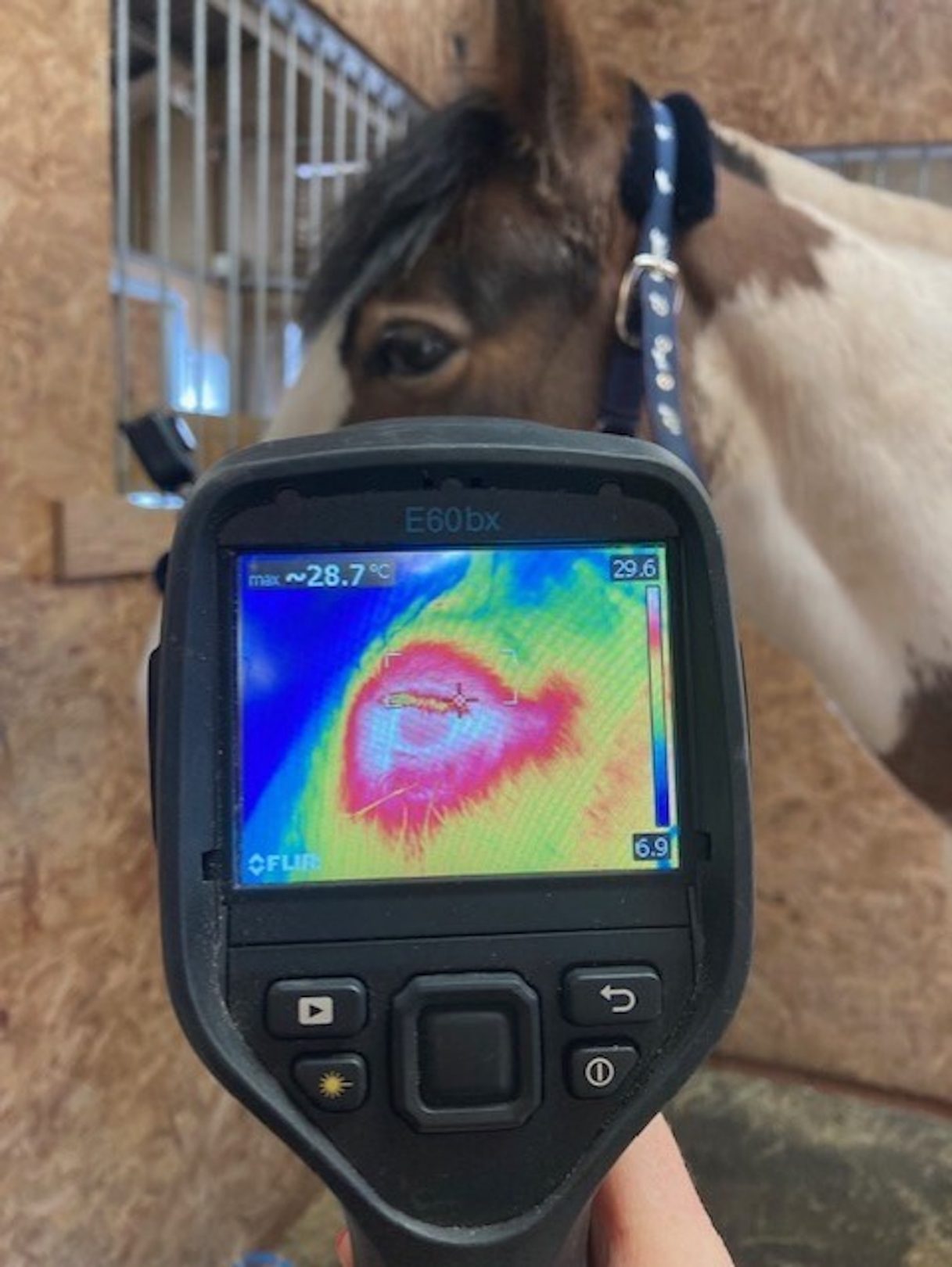 Study shows horses learn better when they are more relaxed - Horse & Hound