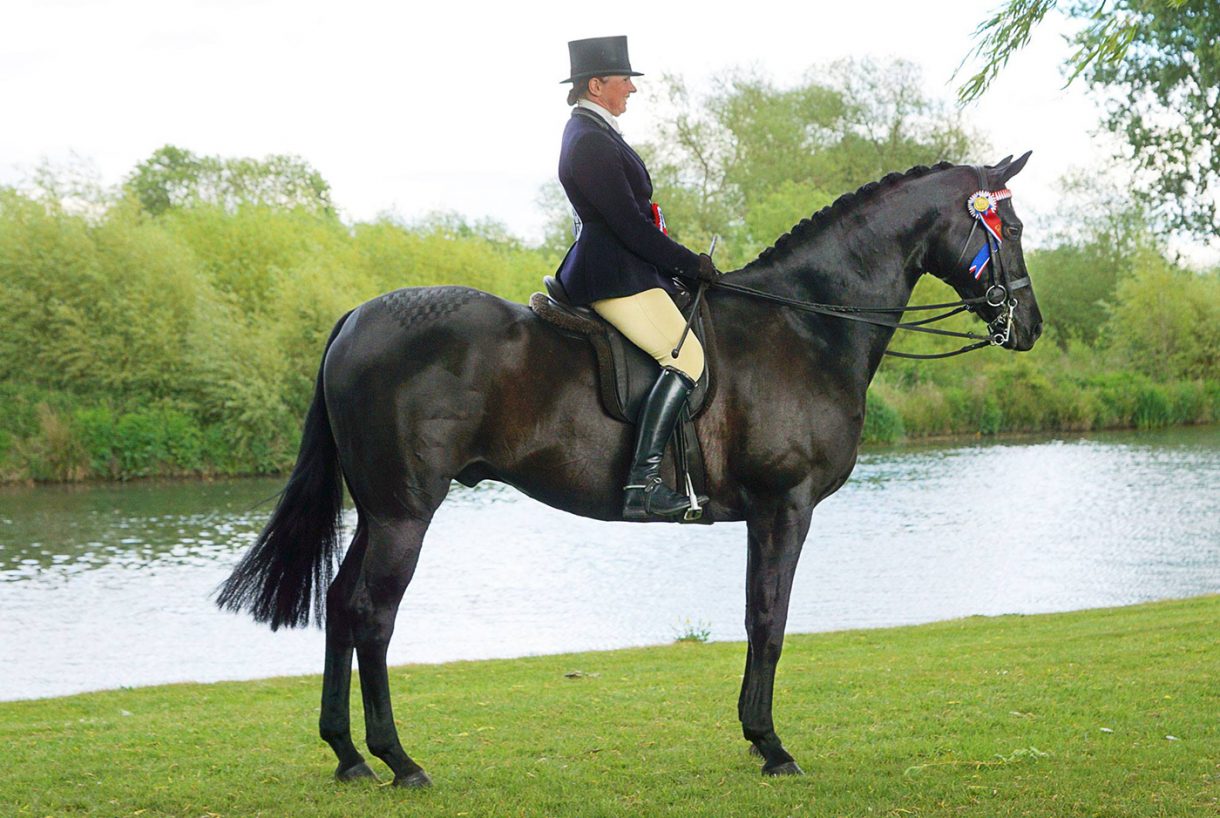 How to buy a show hack with advice from a top pro - Horse & Hound