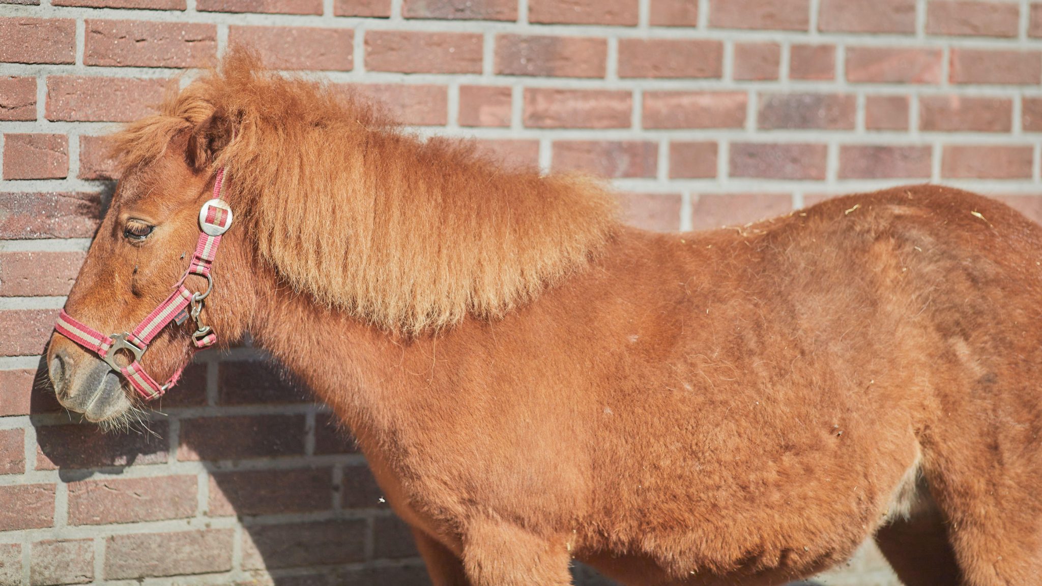 Smallest horses in the world – meet the record breakers