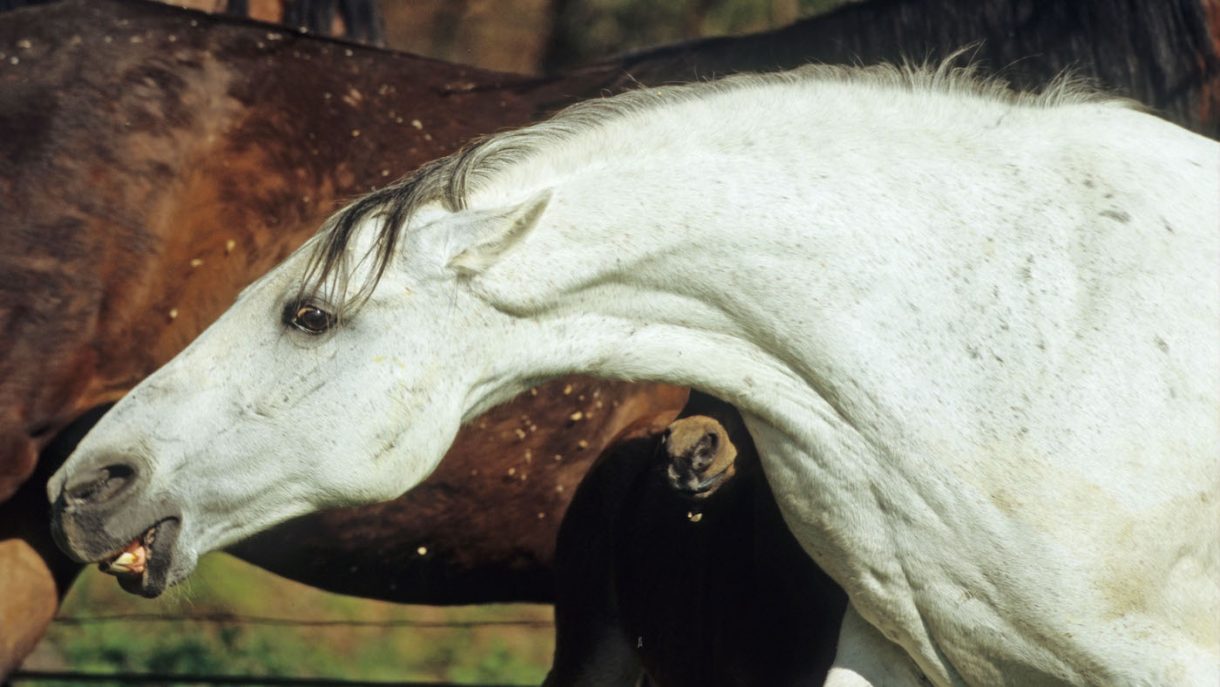 ‘Doing mares a disservice’: why ‘mareish’ stereotypes could be harming ...