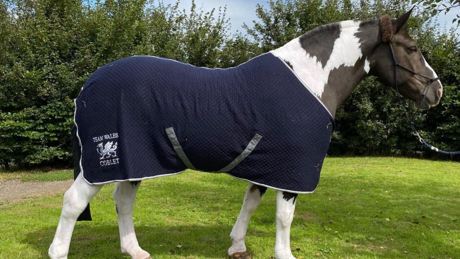 29 pictures to prove that cobs CAN do dressage (and excel at it ...