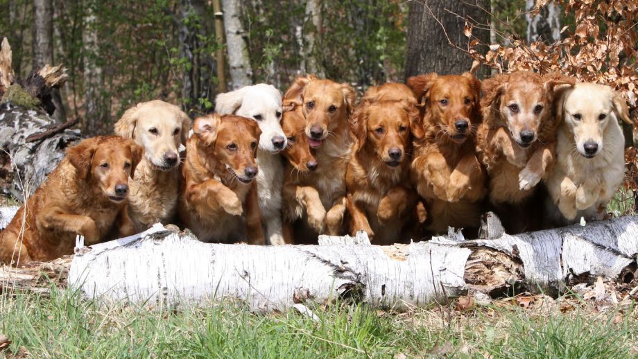 Golden retriever breed facts, history and considerations | Horse & Hound