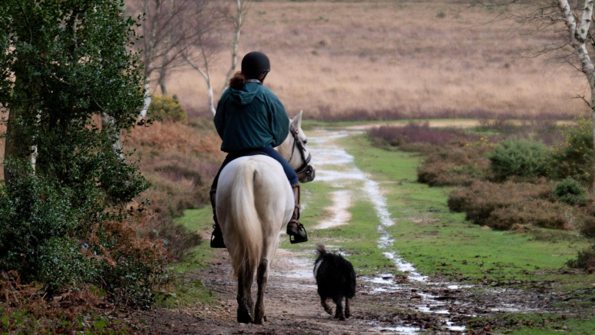 Riding horse with a dog off the lead: how to do it safely - Horse & Hound