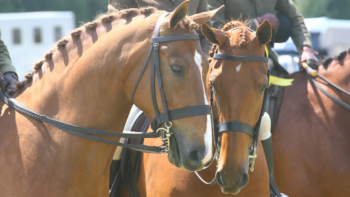 Rule change for SHB (GB) four-year-old hunter classes - Horse & Hound