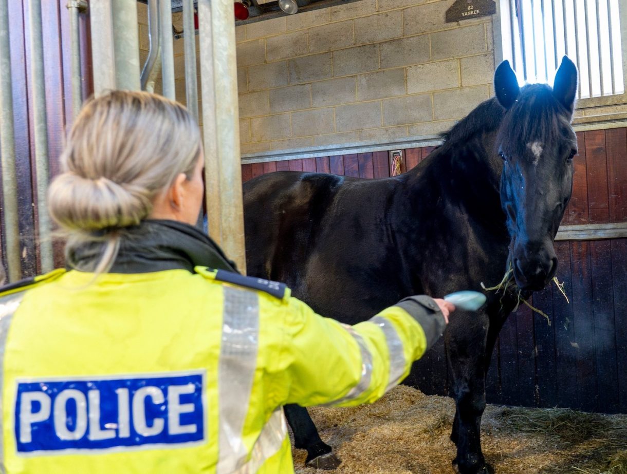 Meet Trooper, Britain’s newest – and biggest — police horse - Horse & Hound