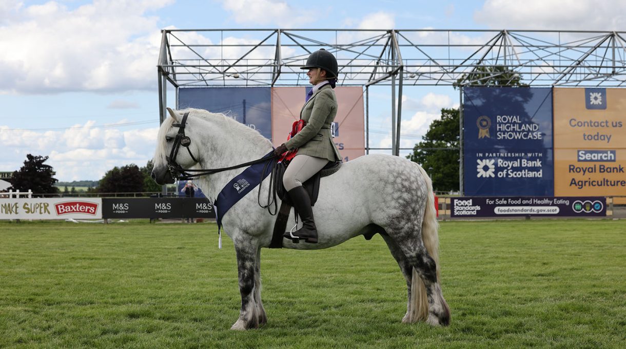 The Highland pony: the tough working ponies who can shine in the show ...