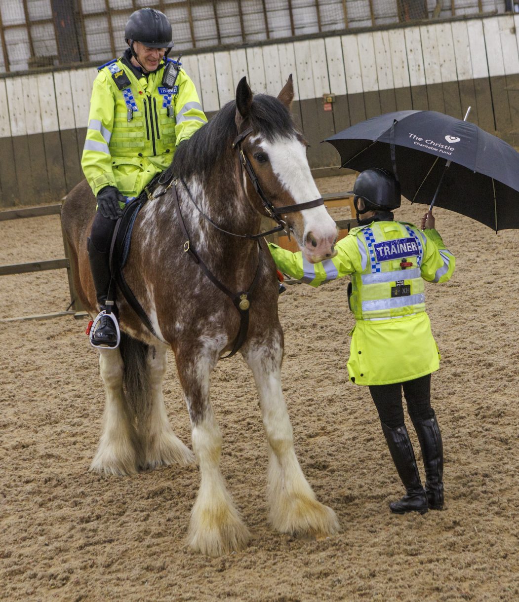 Meet Trooper, Britain’s newest – and biggest — police horse - Horse & Hound
