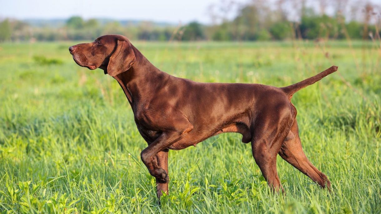 Gundog breeds that are popular pets and working dogs | Horse & Hound