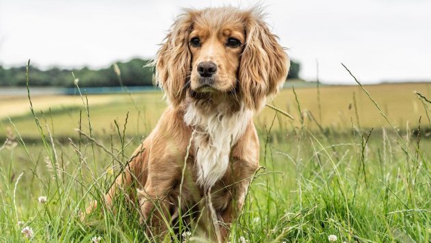 Most popular dog breeds UK according to KC registration | Horse & Hound