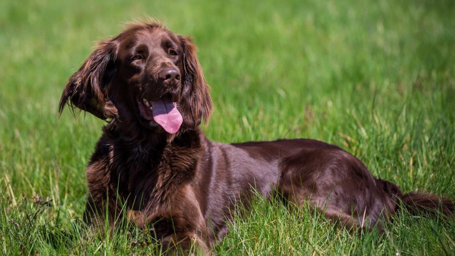 German Pointer facts, history and characteristics | Horse & Hound