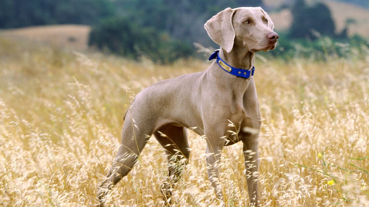 English Pointer facts, history and characteristics | Horse & Hound