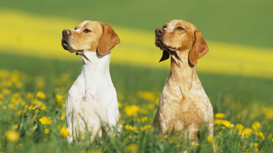 English Pointer facts, history and characteristics | Horse & Hound