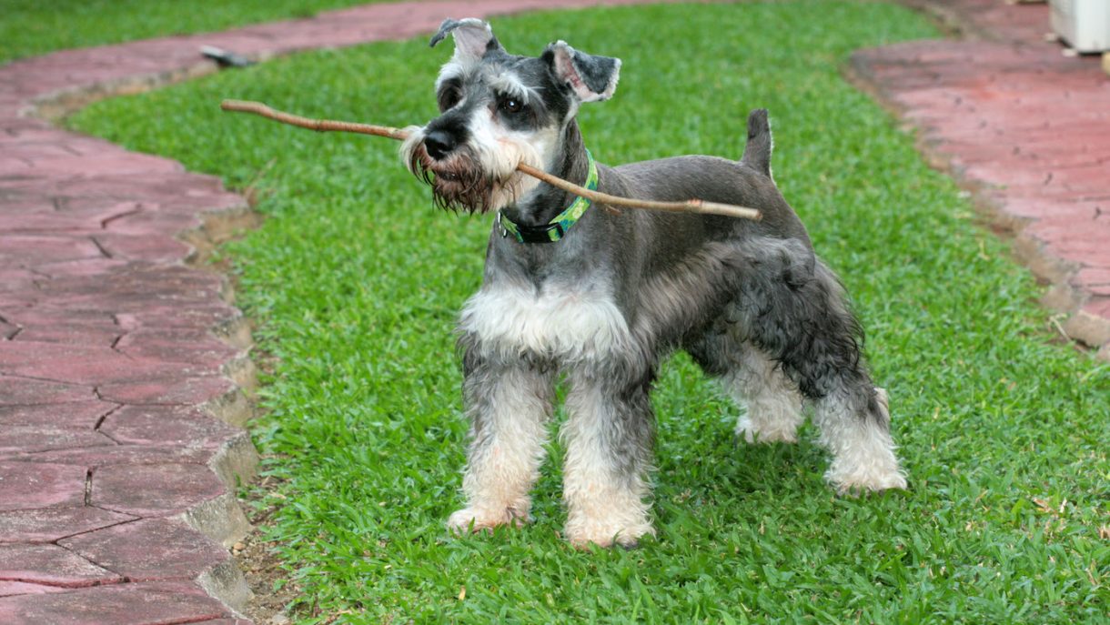 Most popular dog breeds UK according to KC registration | Horse & Hound