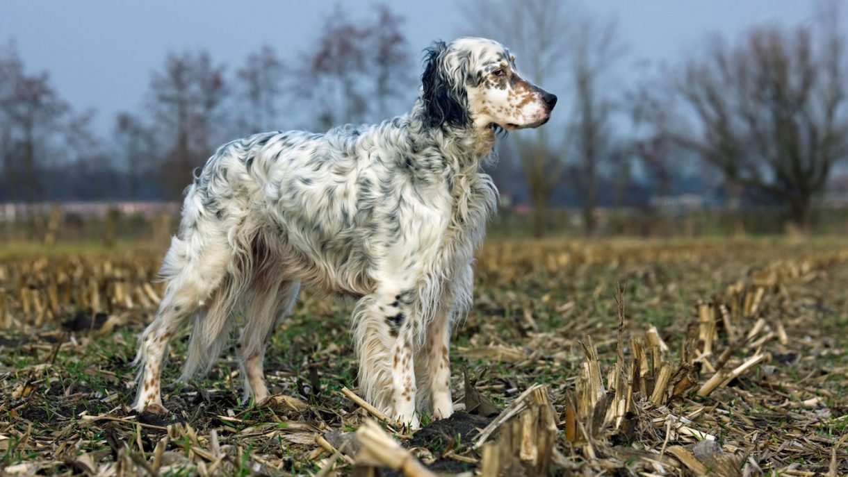 English Setter dog breed facts, history and characteristics | Horse & Hound
