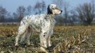 English Setter dog breed facts, history and characteristics | Horse & Hound