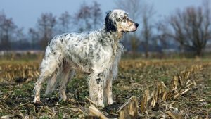 English Setter dog breed facts, history and characteristics | Horse & Hound