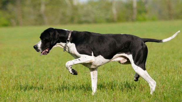 English Pointer facts, history and characteristics | Horse & Hound