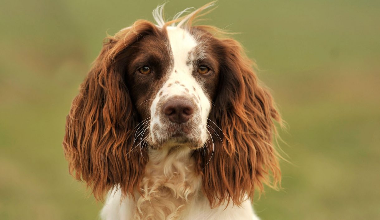 English springer spaniel breed facts and characteristics | Horse & Hound