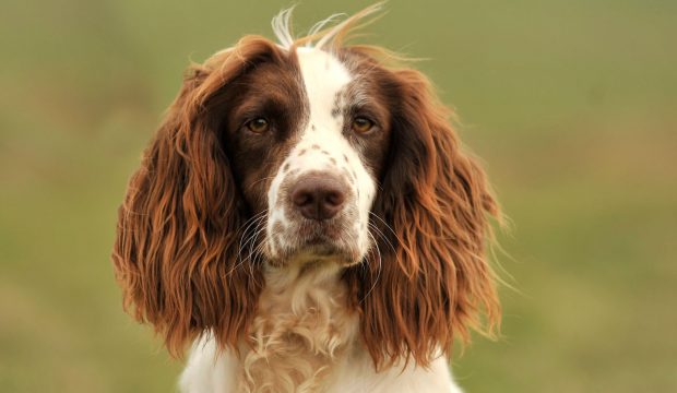 English springer spaniel breed facts and characteristics | Horse & Hound