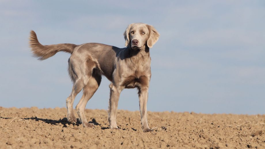 Weimaraner dog breed facts, history and characteristics | Horse & Hound