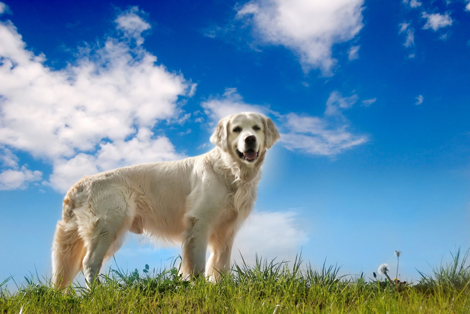 Most popular dog breeds UK according to KC registration | Horse & Hound