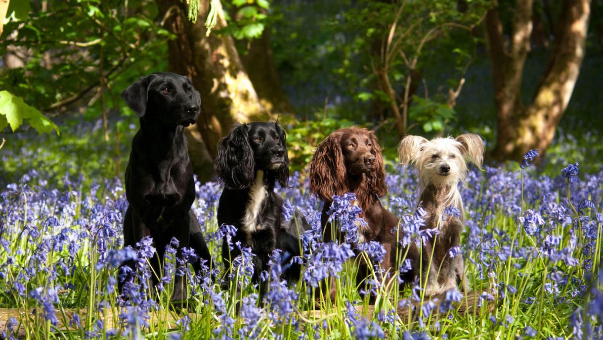 Endangered dog breeds in the UK, 35 most vulnerable | Horse & Hound