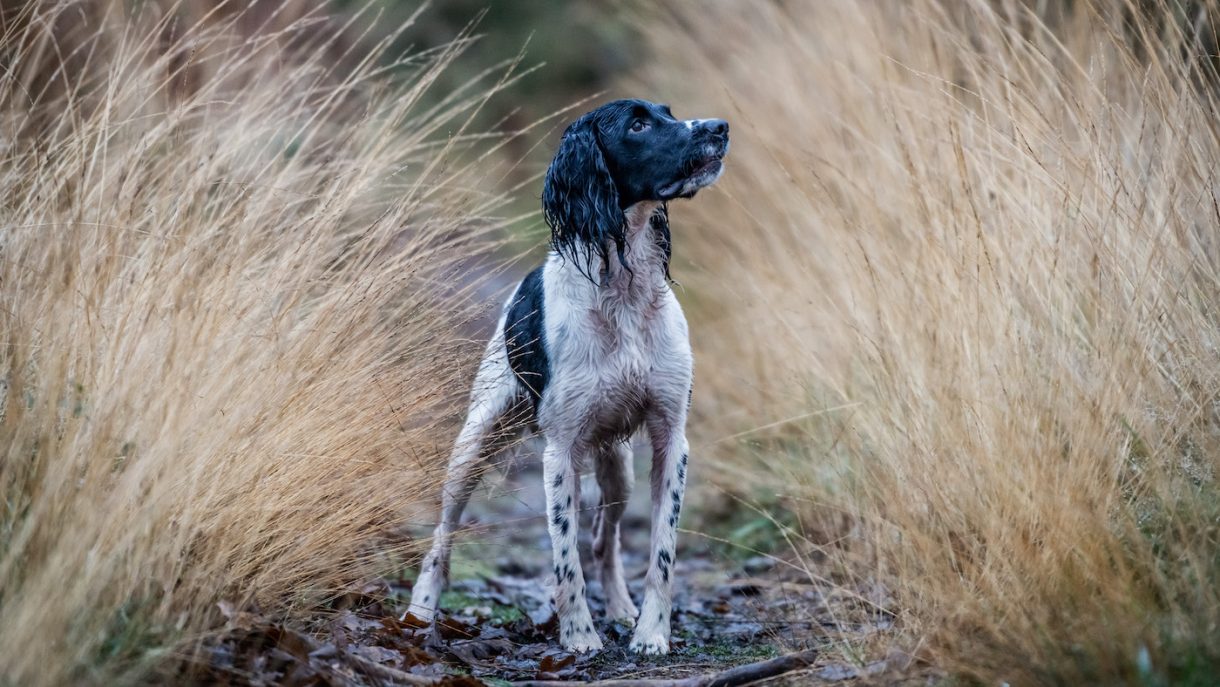 English springer spaniel breed facts and characteristics | Horse & Hound