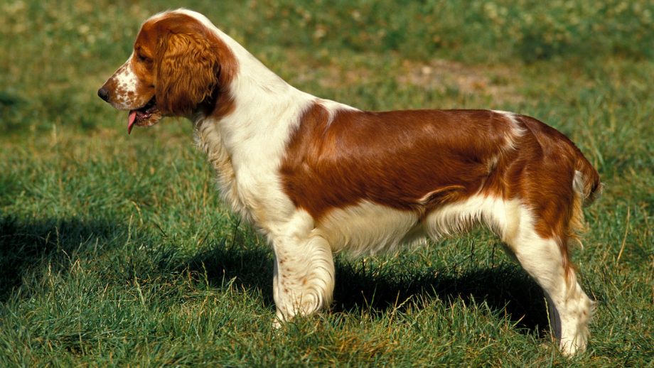 English springer spaniel breed facts and characteristics | Horse & Hound