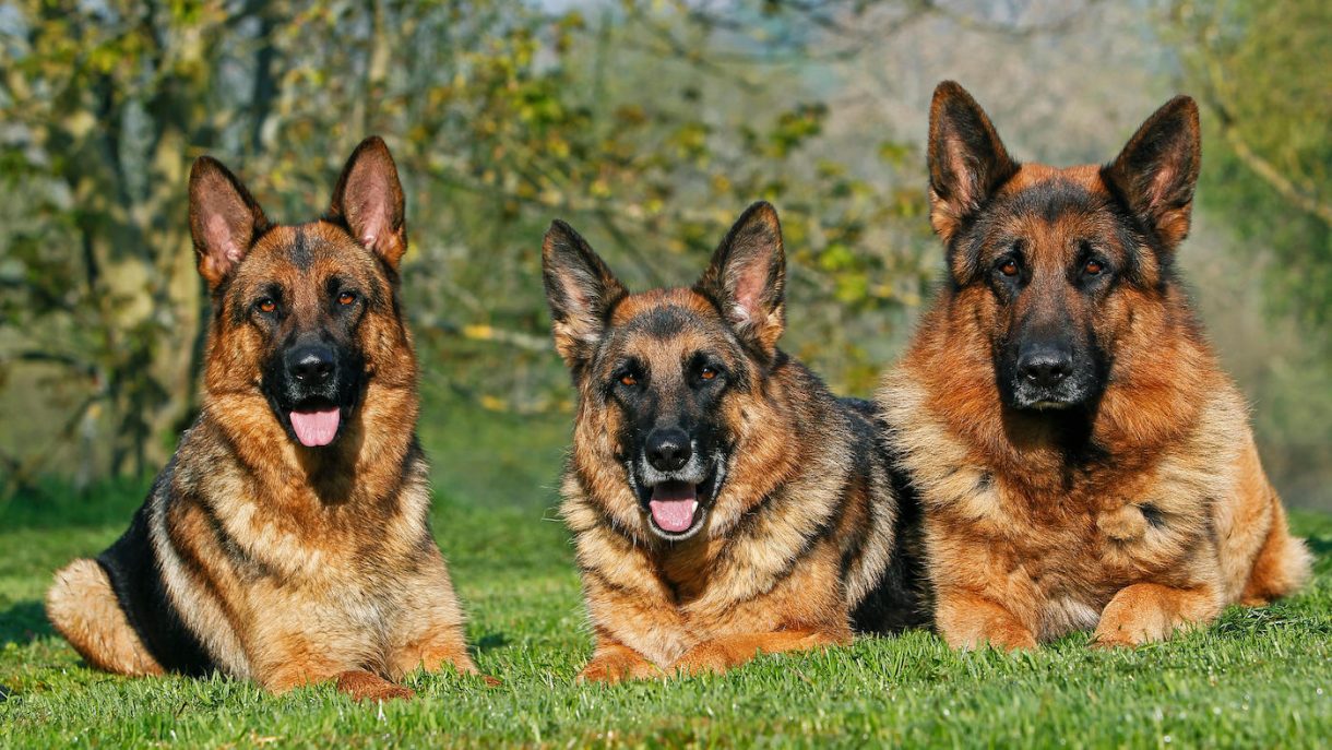 Most popular dog breeds UK according to KC registration | Horse & Hound
