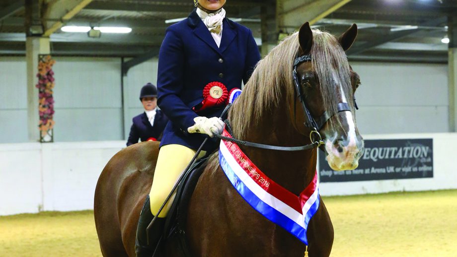 The Welsh section D: the ‘native cobs’ with power, action and presence ...