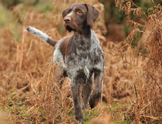 German Pointer facts, history and characteristics | Horse & Hound