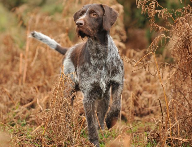 German Pointer facts, history and characteristics | Horse & Hound