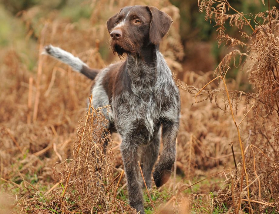 German Pointer facts, history and characteristics | Horse & Hound