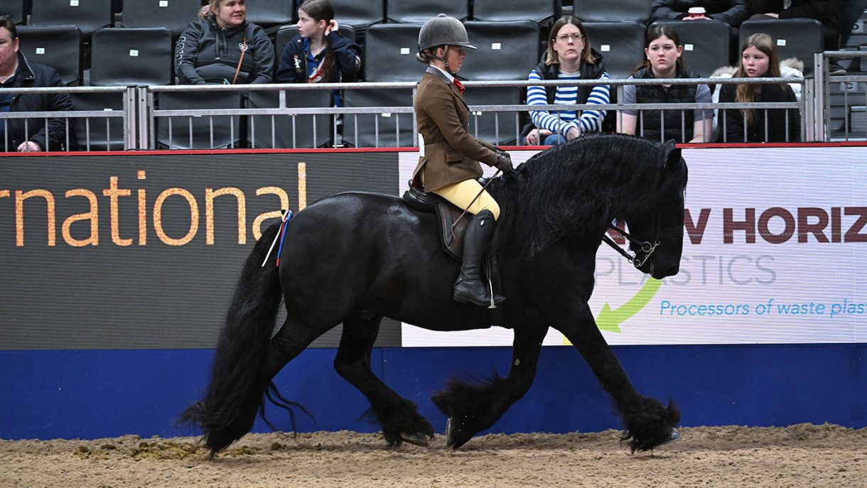 How to buy a Dales pony, with tips from a top breeder - Horse & Hound