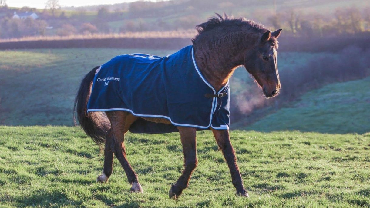 Prolific Irish stallion Carrick Diamond Lad dies aged 31 - Horse & Hound