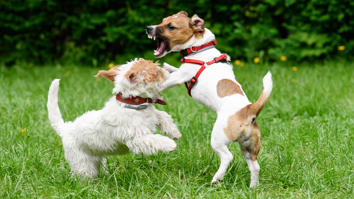 16 types of aggression in dogs explained by an expert | Horse & Hound