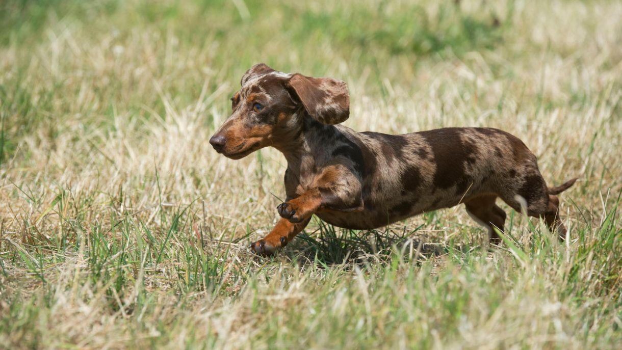 Most popular dog breeds UK according to KC registration | Horse & Hound