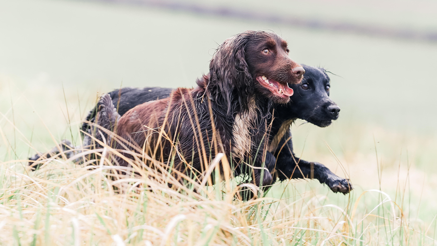 Cocker spaniel breed facts, history and characteristics | - Horse & Hound