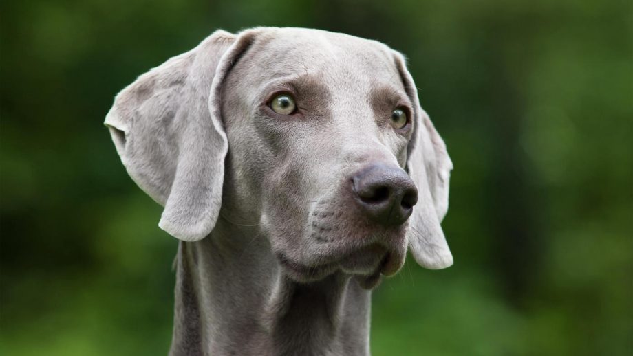Weimaraner dog breed facts, history and characteristics | Horse & Hound